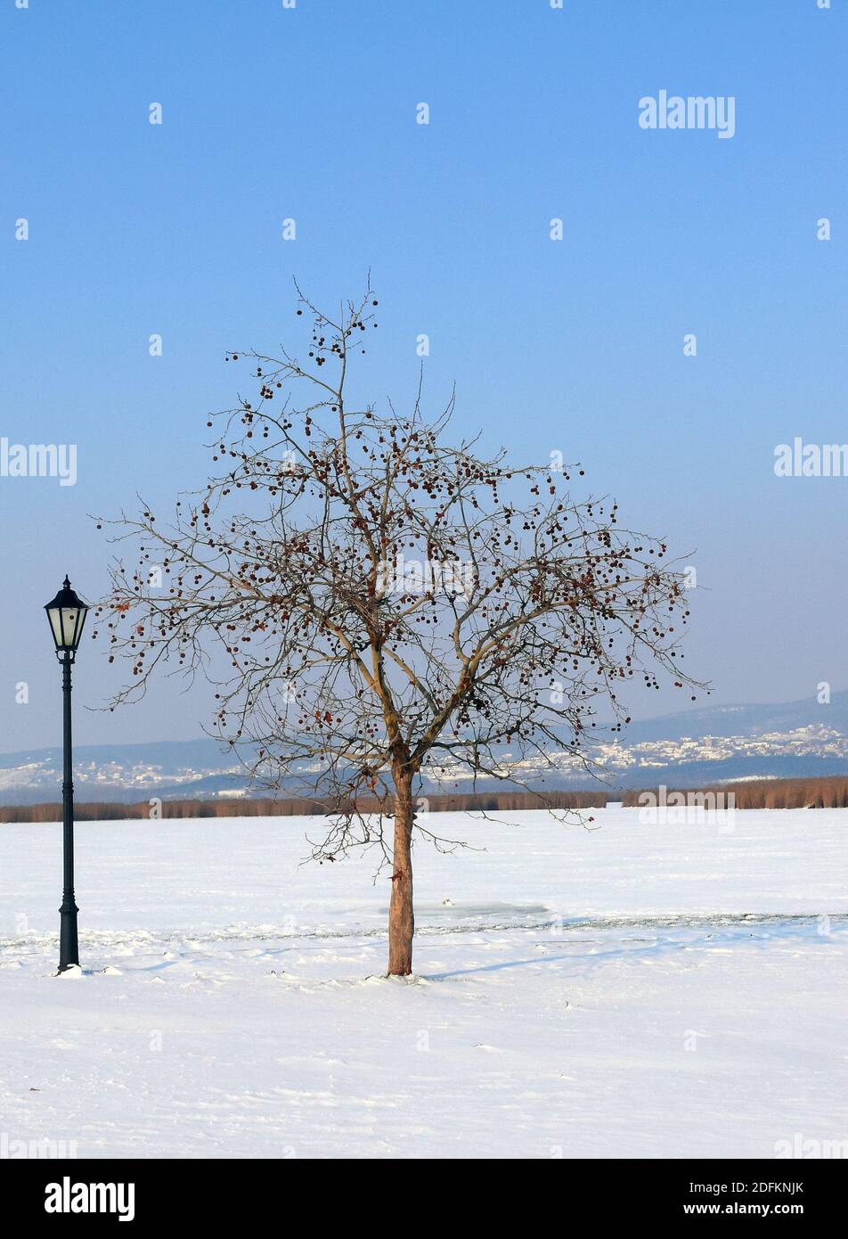 Lake Velence in winter, Velencei-tó, Welenzer See, Fejér county ...
