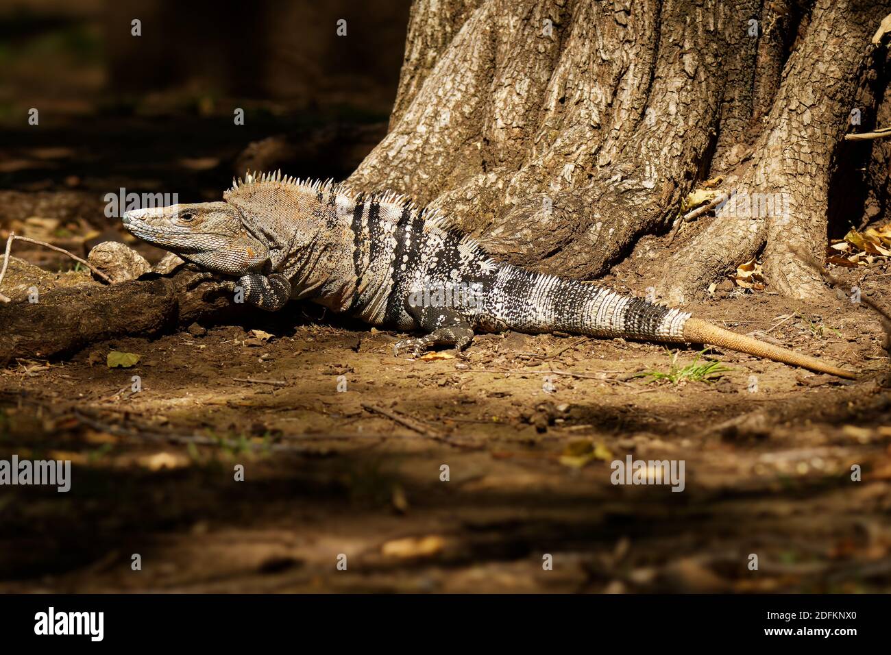 Ctenosaura similis, known as black spiny-tailed iguana, black iguana or ...
