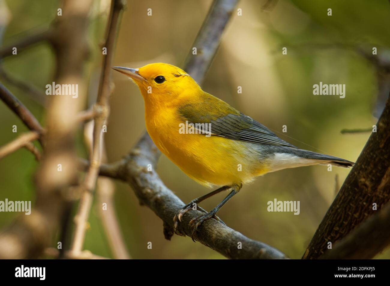 Prothonotary Warbler