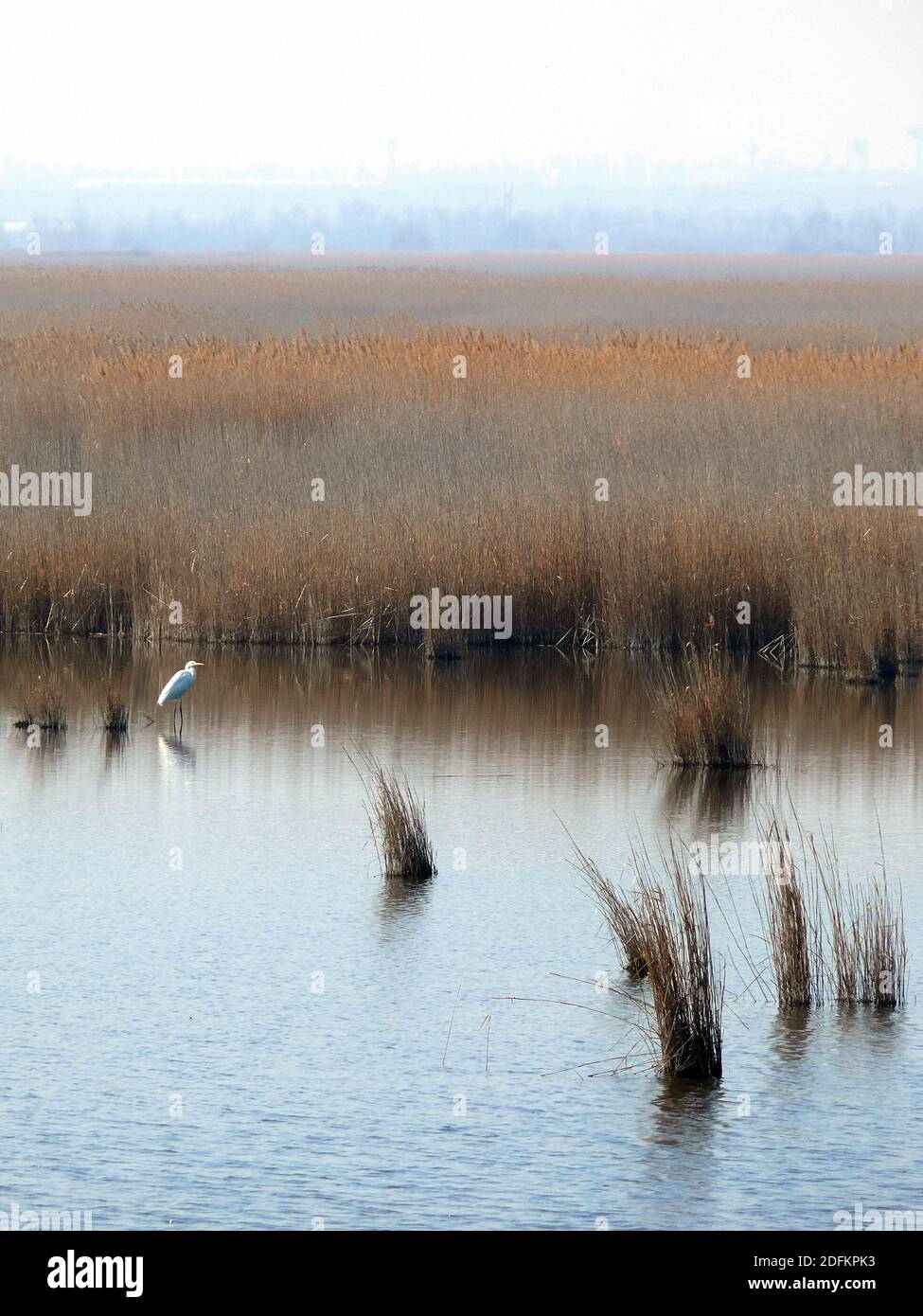 Lake Velence, Velencei-tó, Welenzer See, Fejér county, Hungary ...
