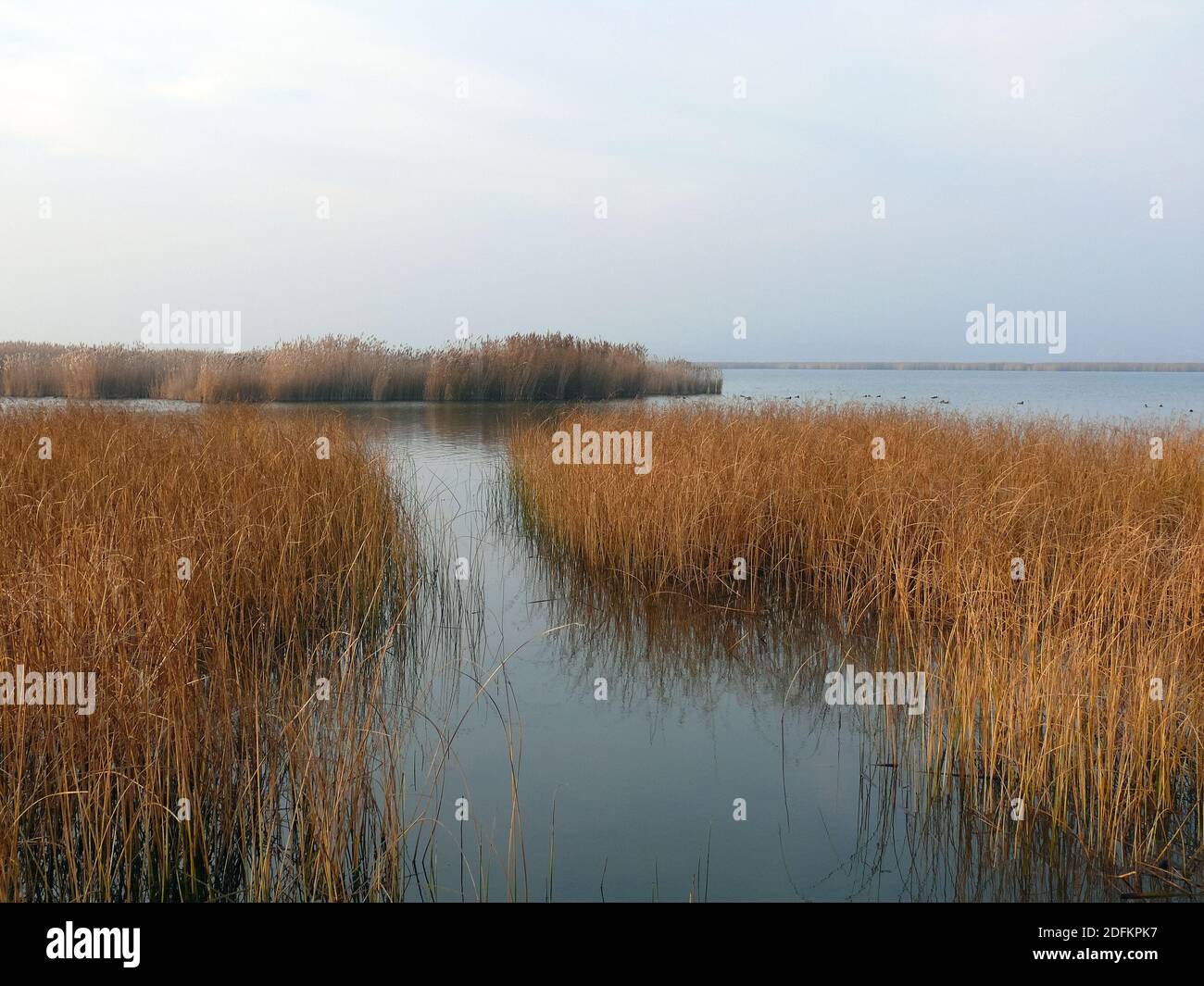 Lake Velence, Velencei-tó, Welenzer See, Fejér county, Hungary ...