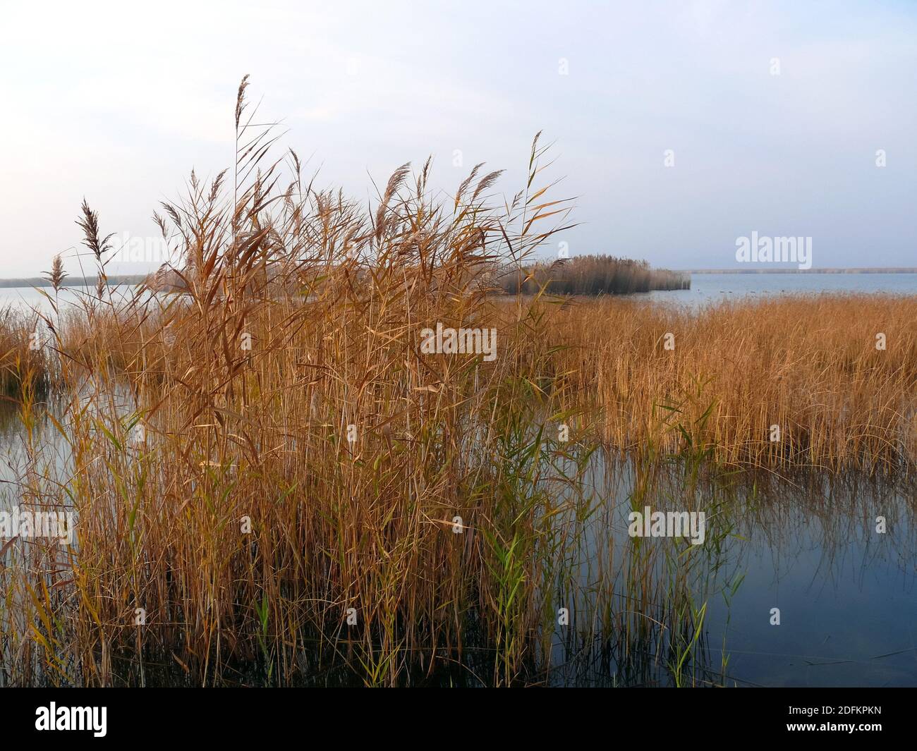 Lake Velence, Velencei-tó, Welenzer See, Fejér county, Hungary ...