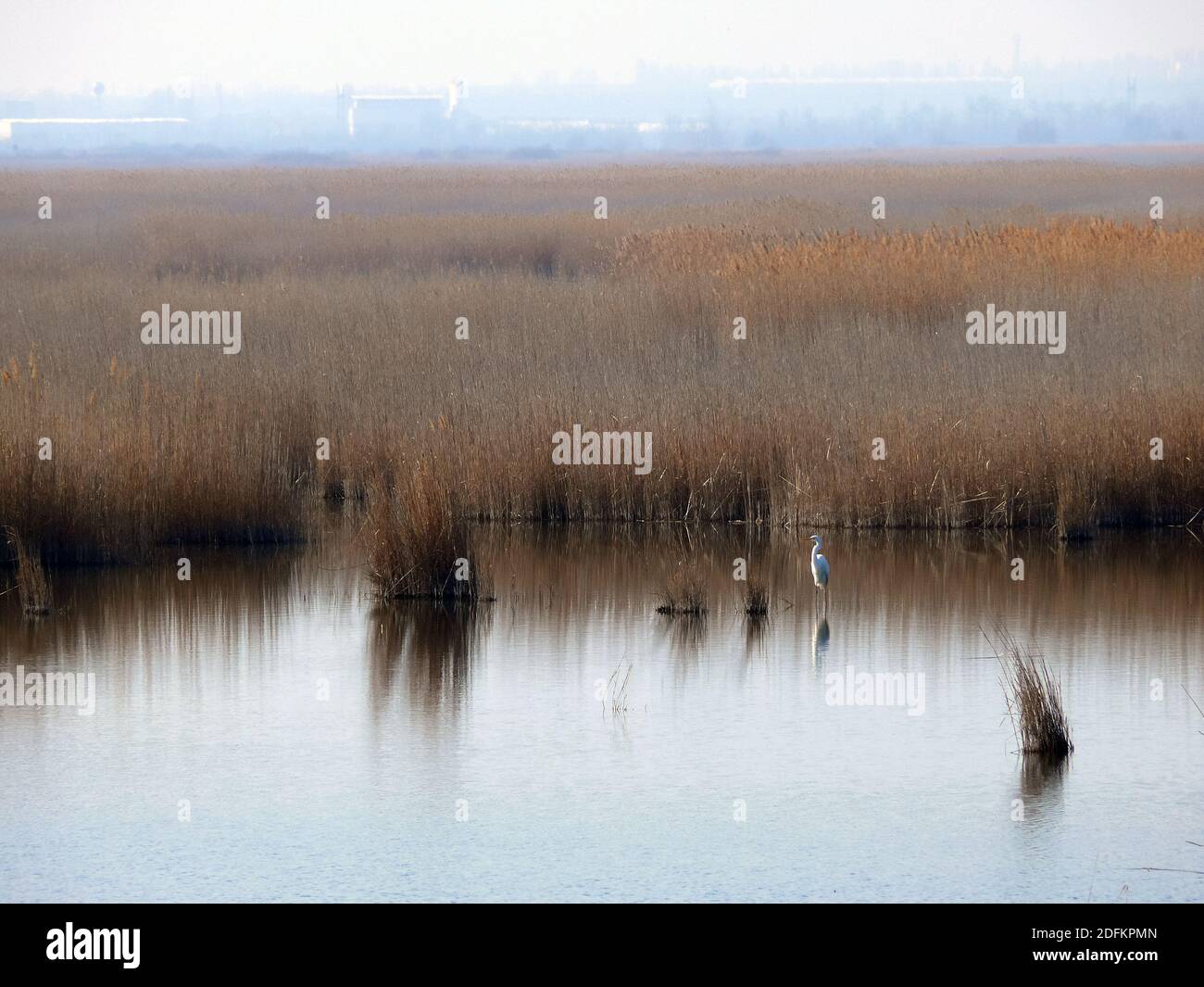 Lake Velence, Velencei-tó, Welenzer See, Fejér county, Hungary ...