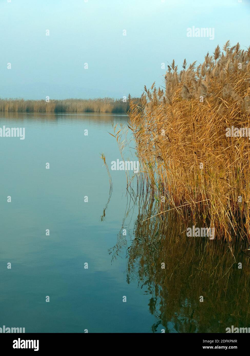 Lake Velence, Velencei-tó, Welenzer See, Fejér county, Hungary ...