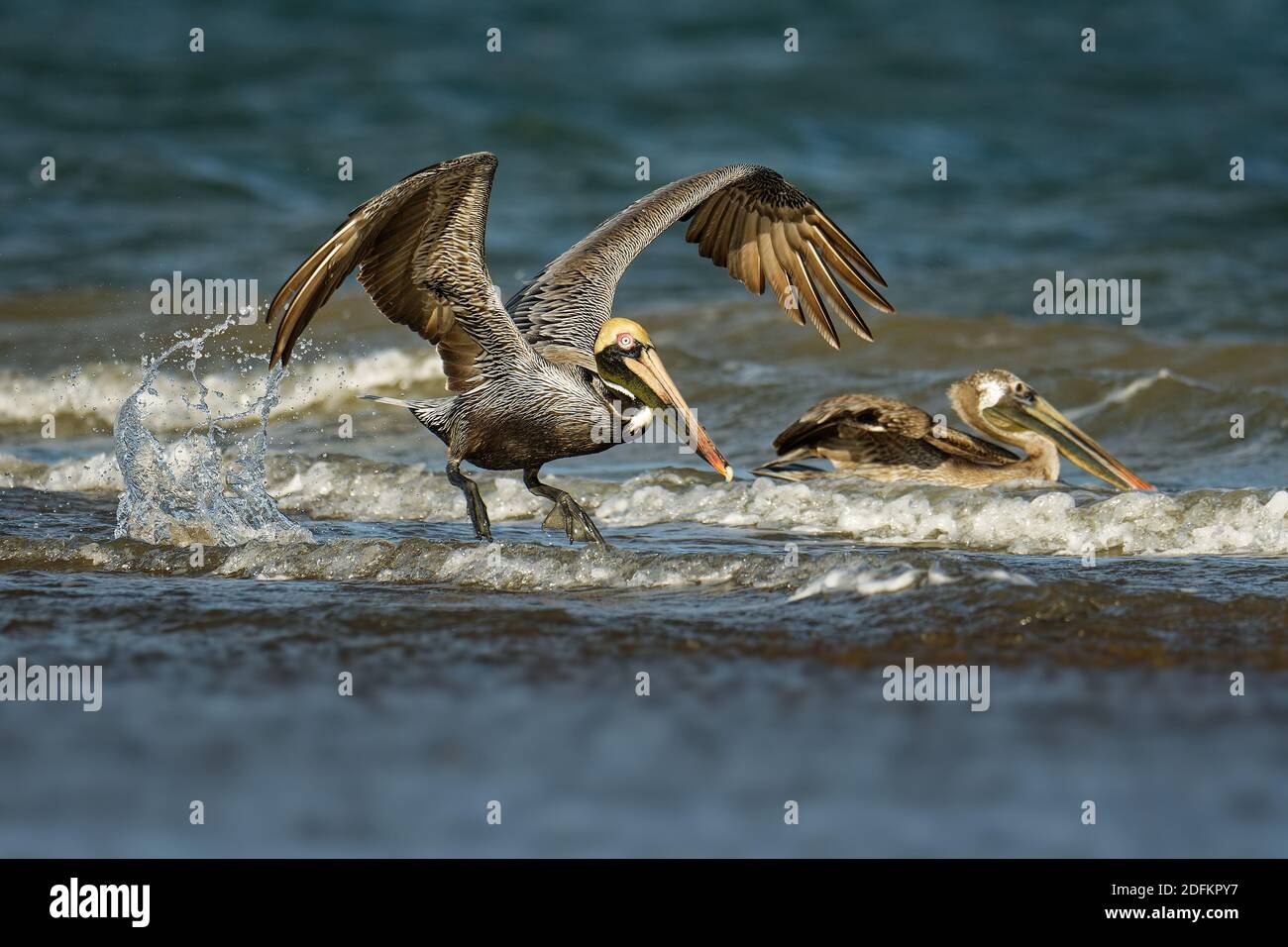 Brown pelican - Pelecanus occidentalis big bird of the pelican family ...
