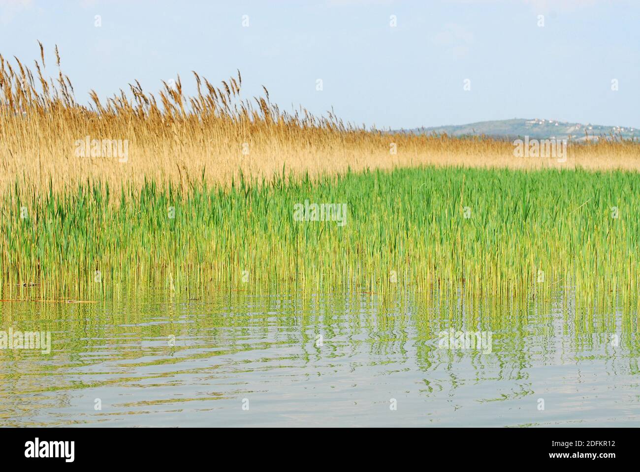 Lake Velence, Velencei-tó, Welenzer See, Fejér county, Hungary ...