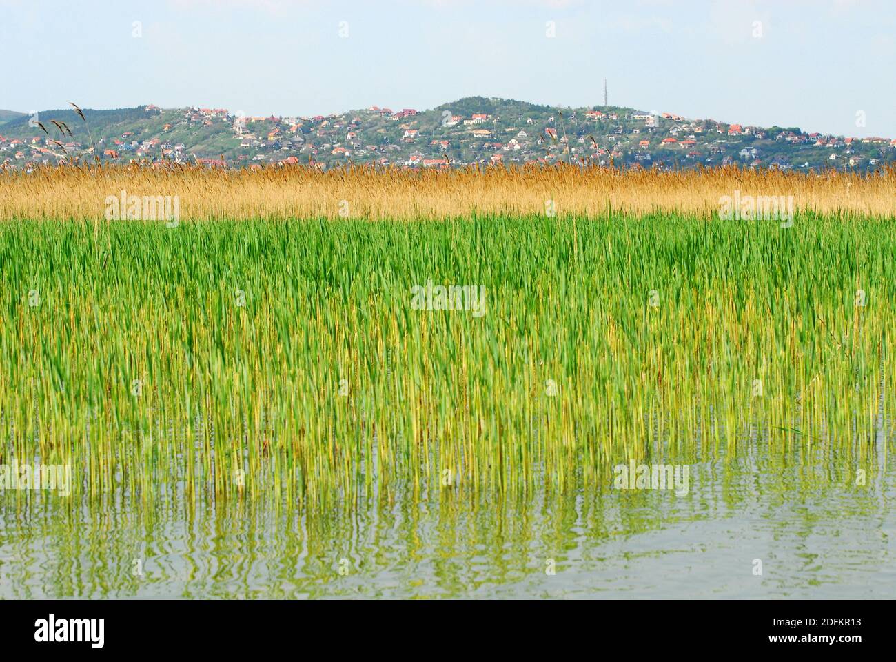 Lake Velence, Velencei-tó, Welenzer See, Fejér county, Hungary ...