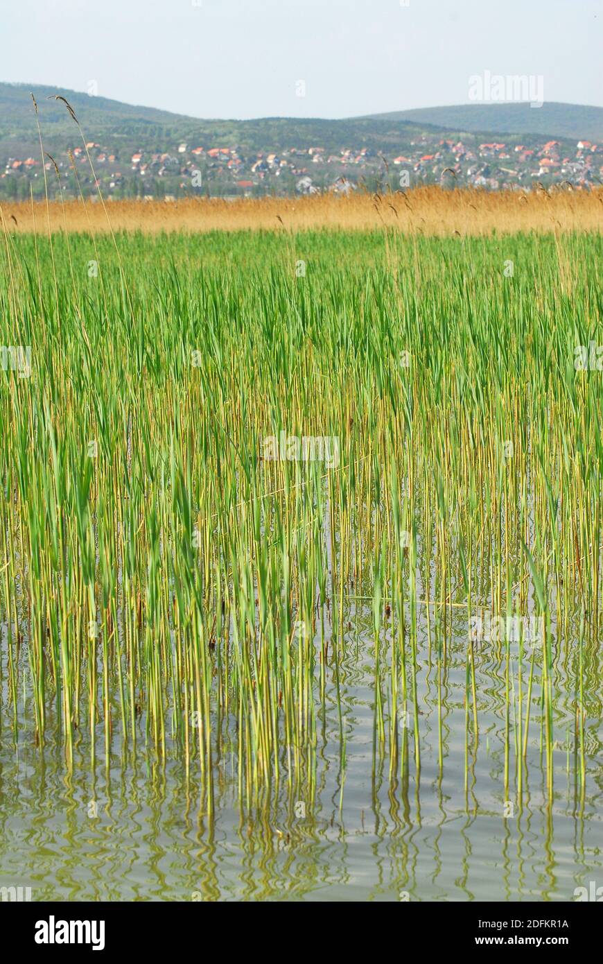 Lake Velence, Velencei-tó, Welenzer See, Fejér county, Hungary ...