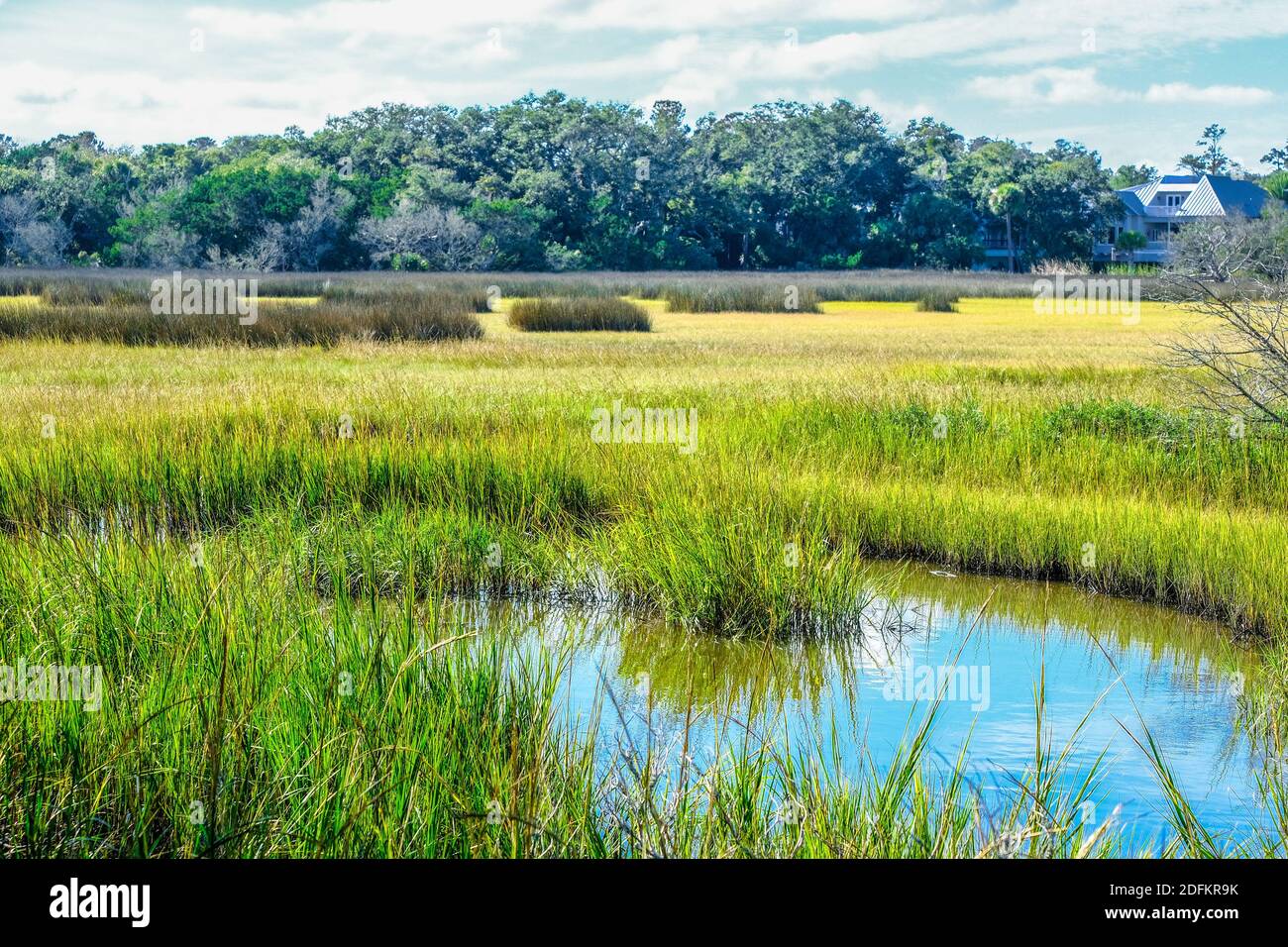 High marsh plants hi-res stock photography and images - Alamy