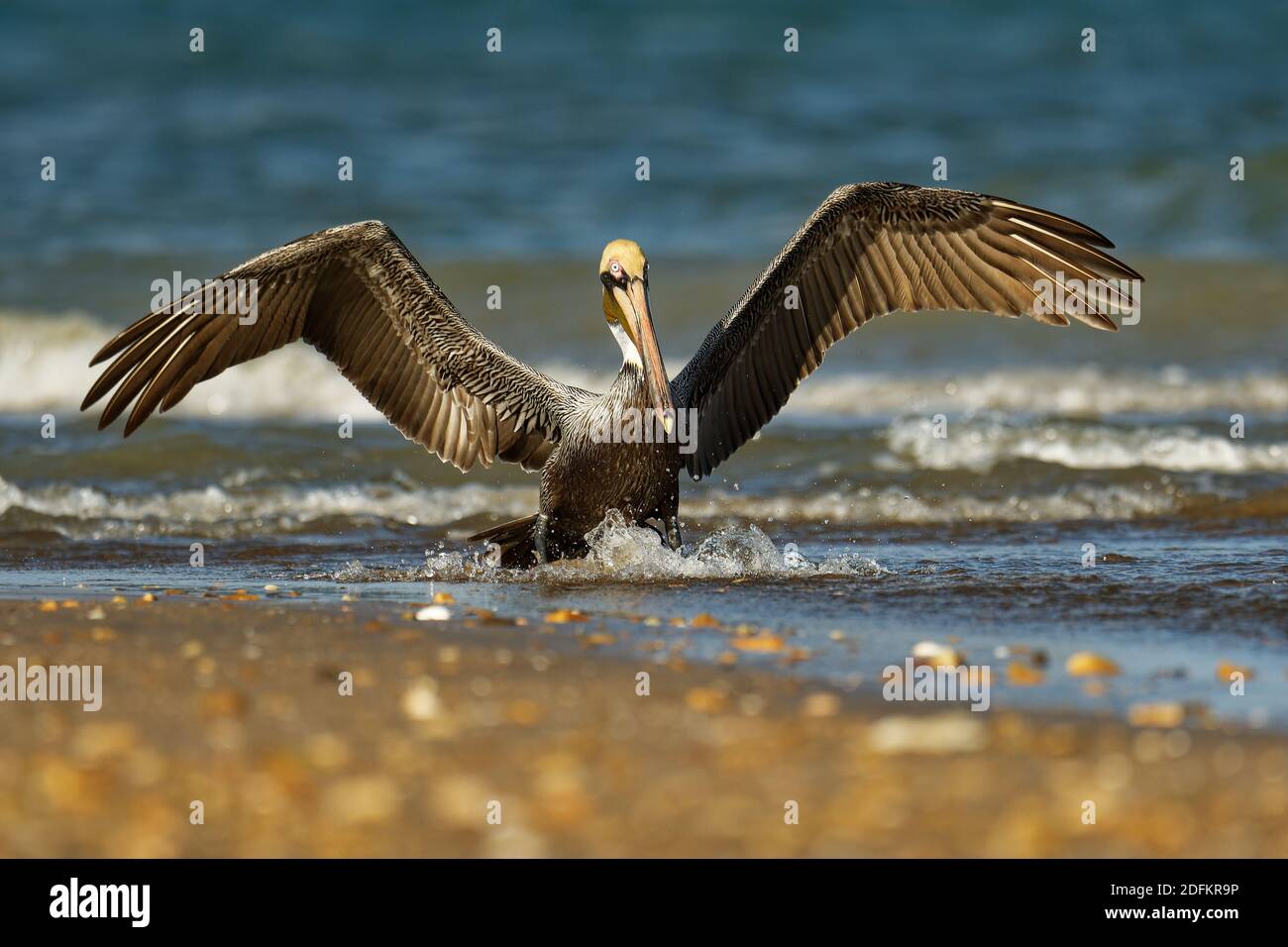 Brown pelican - Pelecanus occidentalis big bird of the pelican family ...