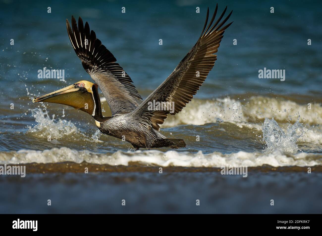 Brown pelican - Pelecanus occidentalis big bird of the pelican family ...