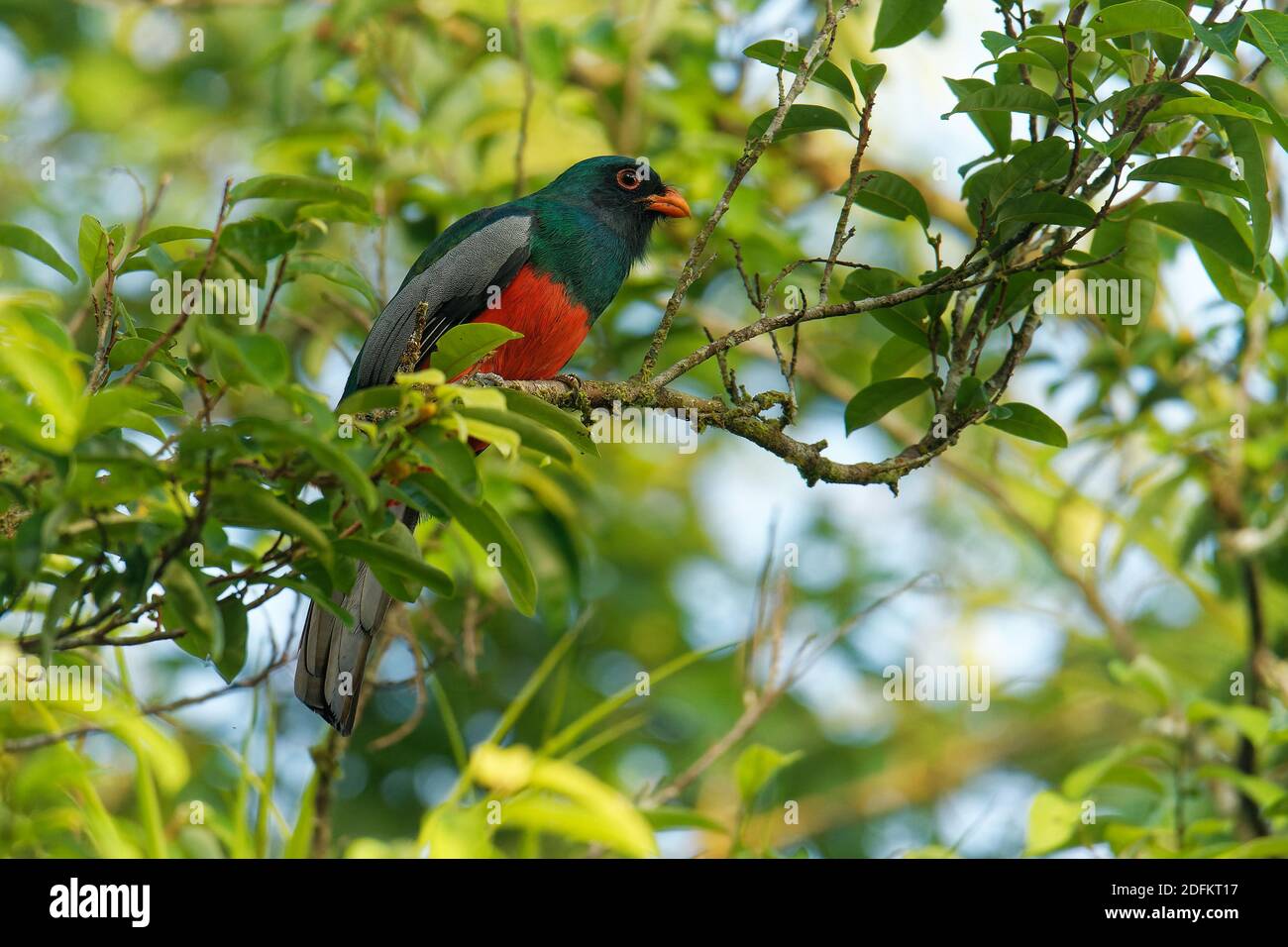 Slaty-tailed Trogon - Trogon massena, near passerine green and red bird ...