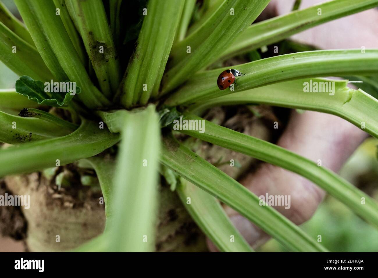 A ladybug in a plant of beetroot. This animal can be used as an ...