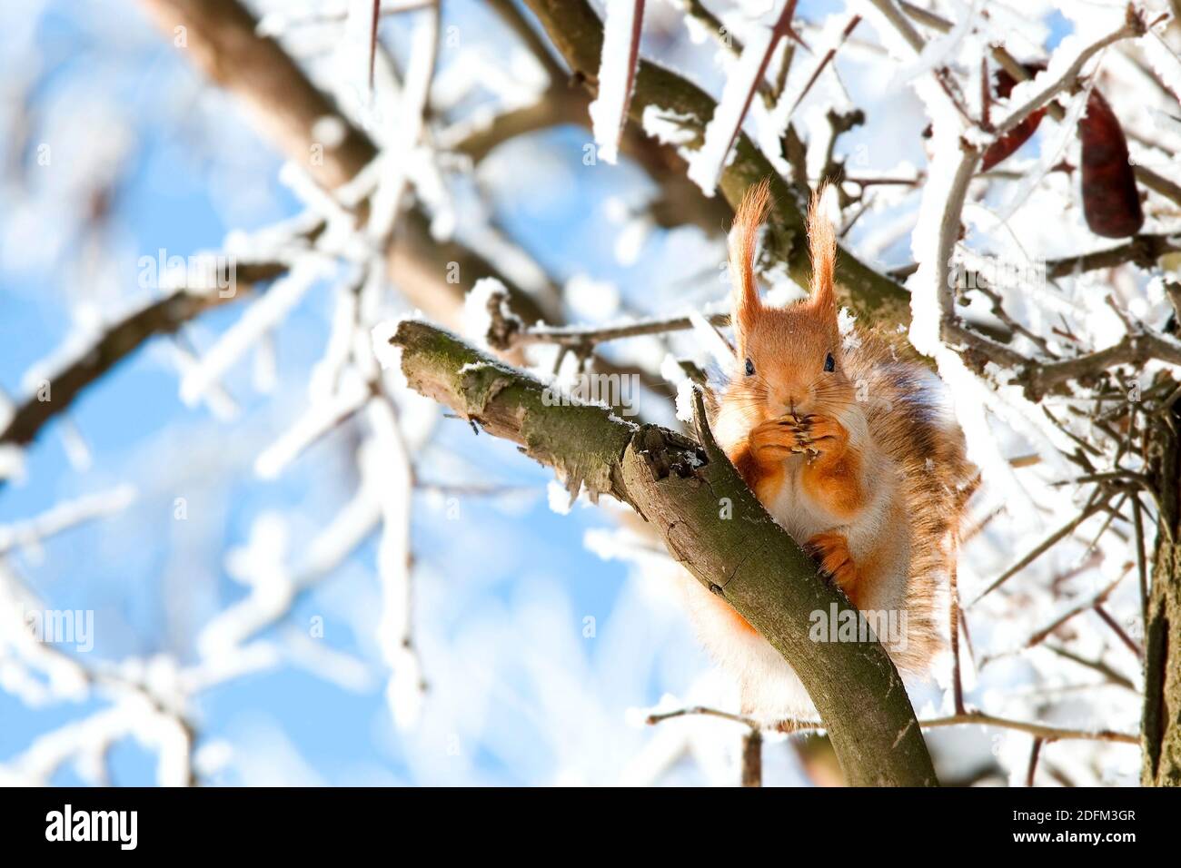 Fairy tale squirrel hi-res stock photography and images - Alamy