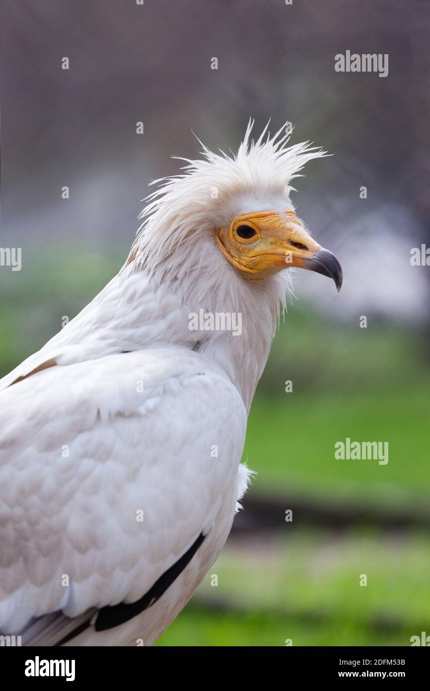 Spooky vulture hi-res stock photography and images - Alamy