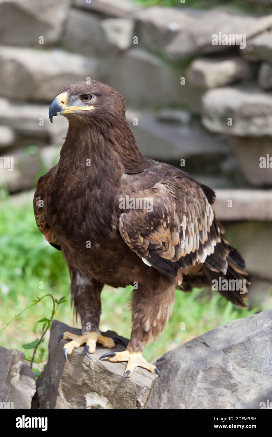 portrait of an eagle, Aquila clanga Stock Photo - Alamy
