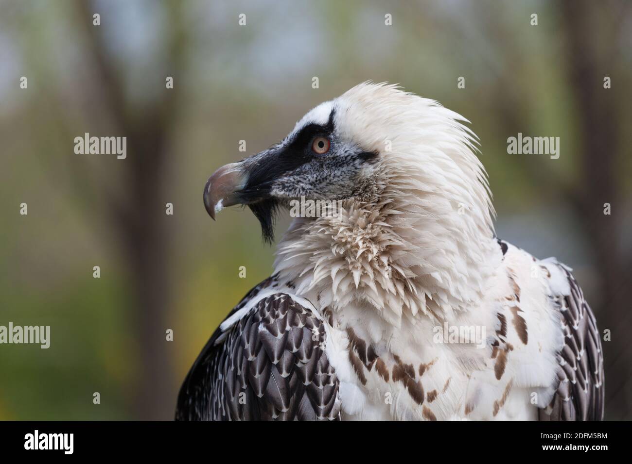 portrait of an eagle, Aquila clanga in zoo Stock Photo - Alamy