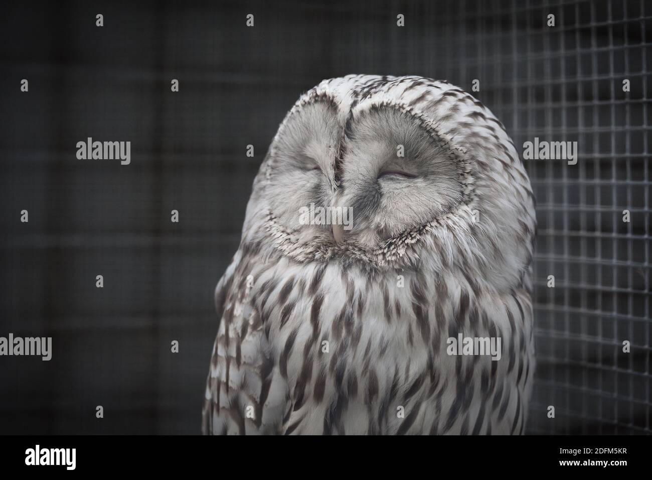 owl in a cage at the zoo Stock Photo - Alamy