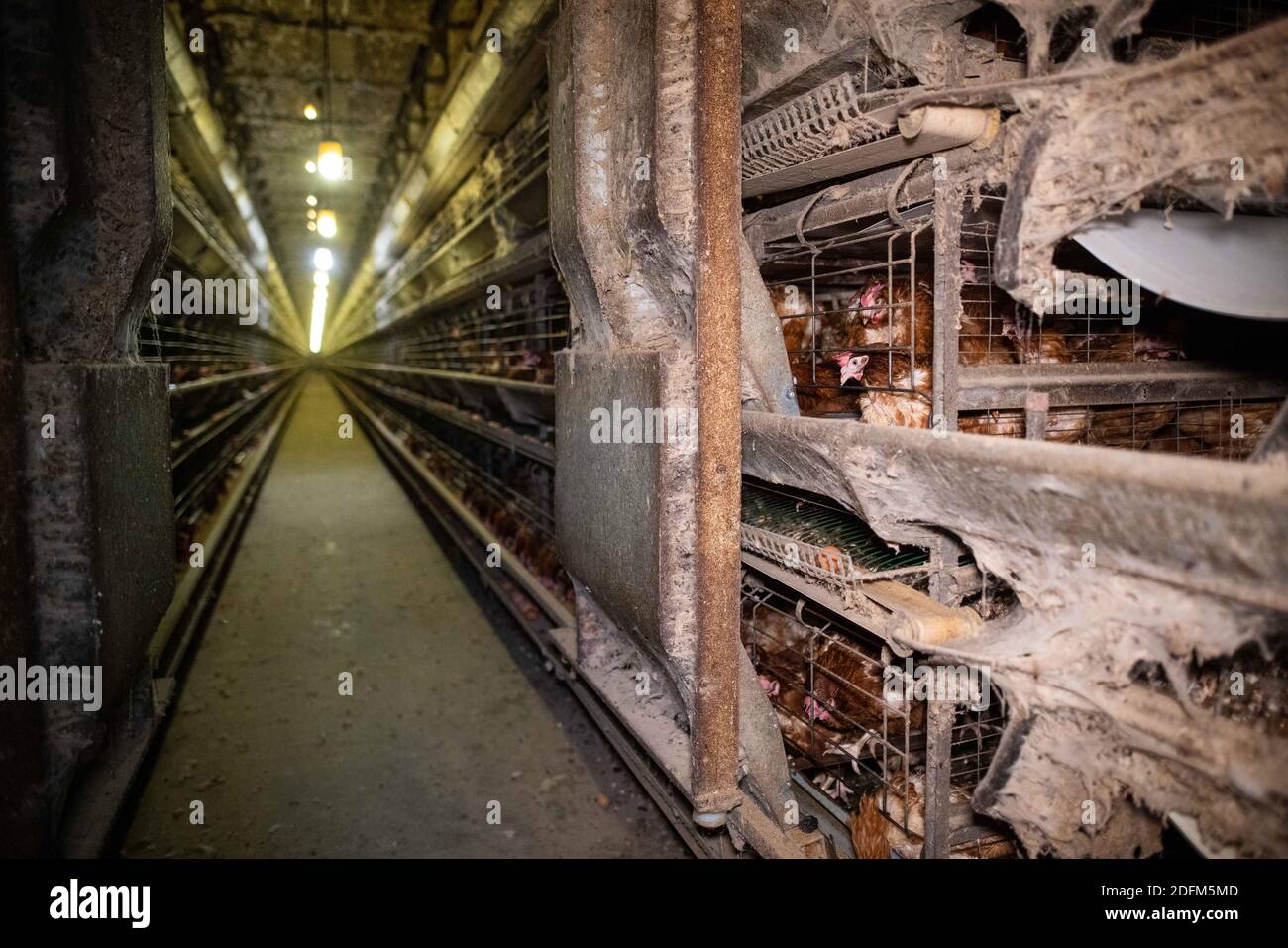 Laying hens in cages hi-res stock photography and images - Alamy