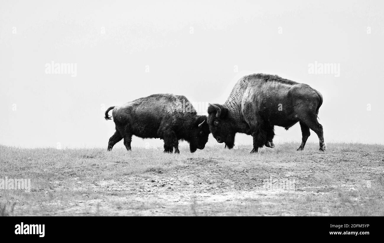 Fighting animals Black and White Stock Photos & Images - Alamy