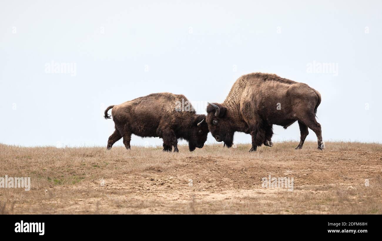 Bison fight hi-res stock photography and images - Alamy