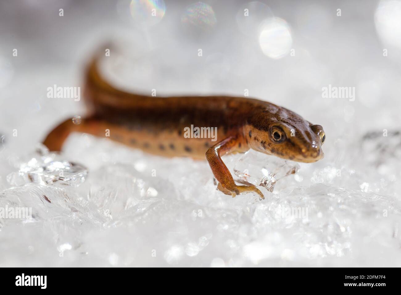 Triton on the ice in the hydrogel Stock Photo - Alamy
