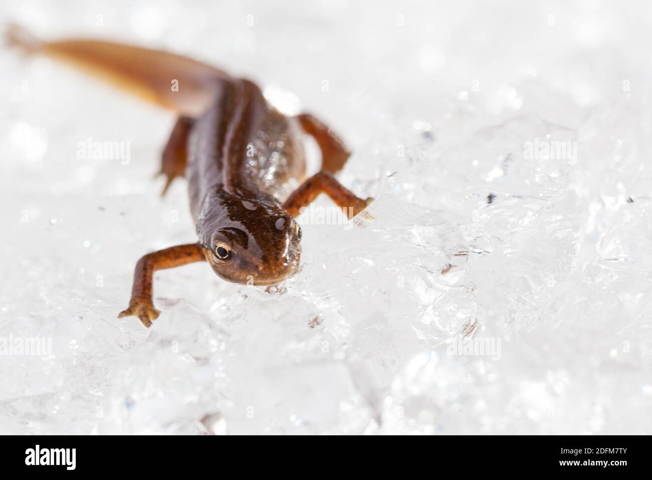 Triton on the ice in the hydrogel Stock Photo - Alamy