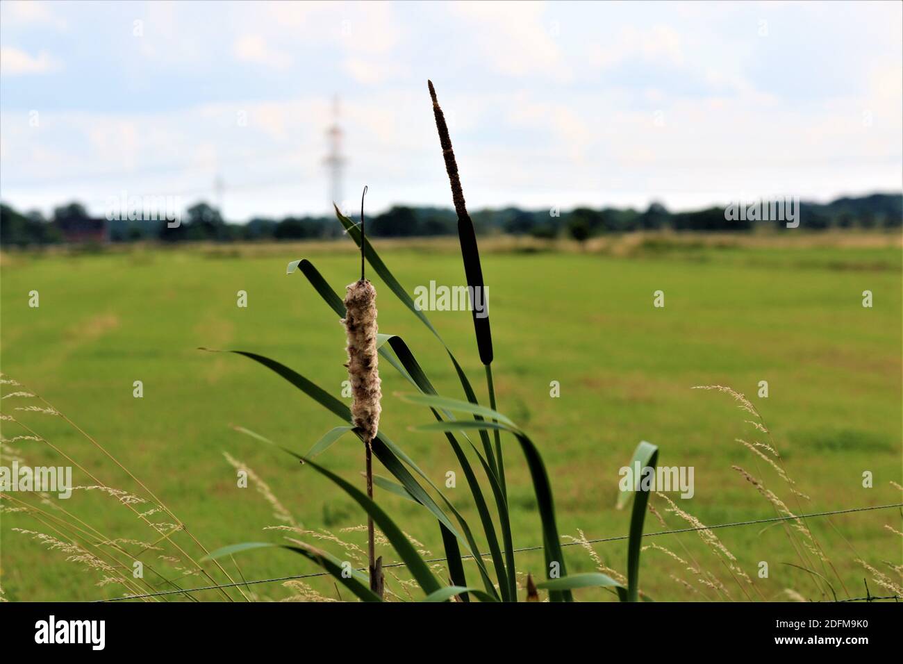 A closeup of Typha Latifolias captured in a garden Stock Photo - Alamy