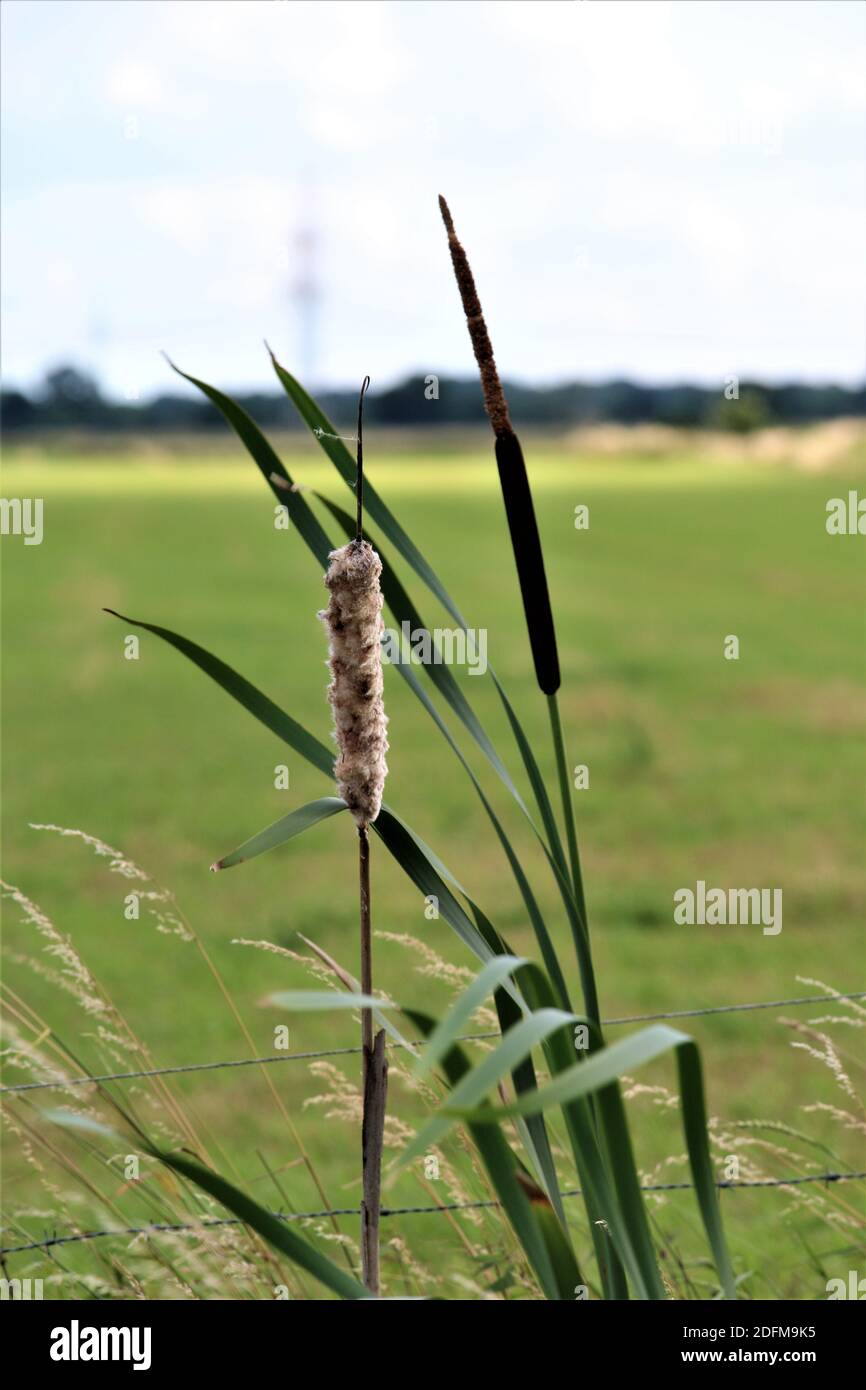 A vertical closeup of Typha Latifolias captured in a gard Stock Photo ...