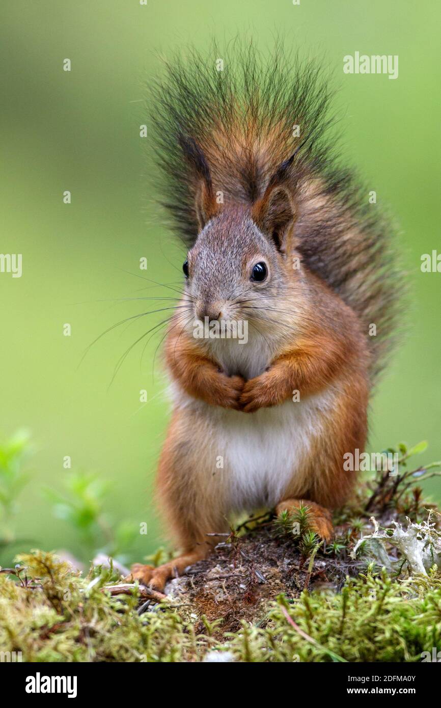 Eichhörnchen hi-res stock photography and images - Alamy