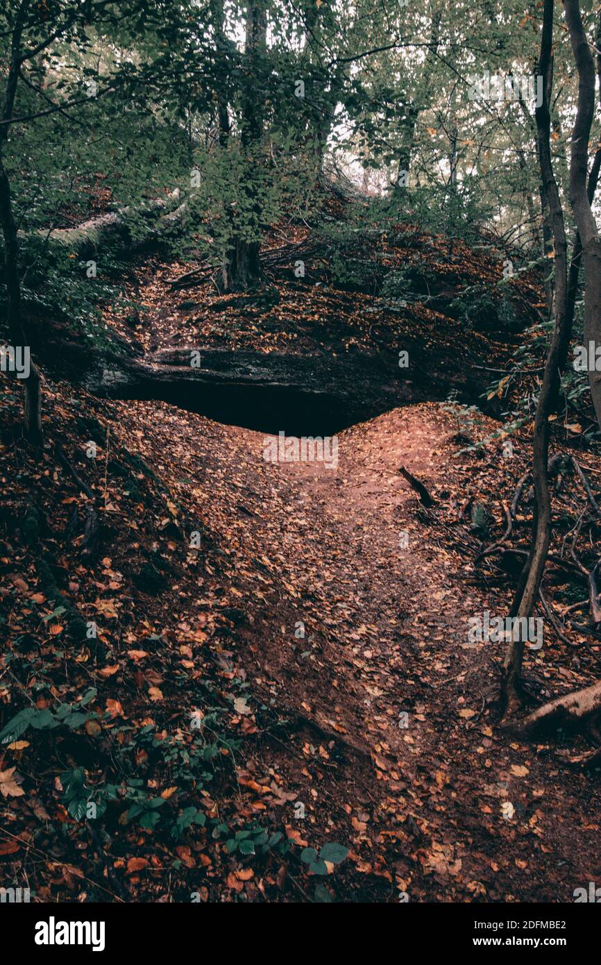 A vertical shot of a thin pathway captured in a forest Stock Photo - Alamy