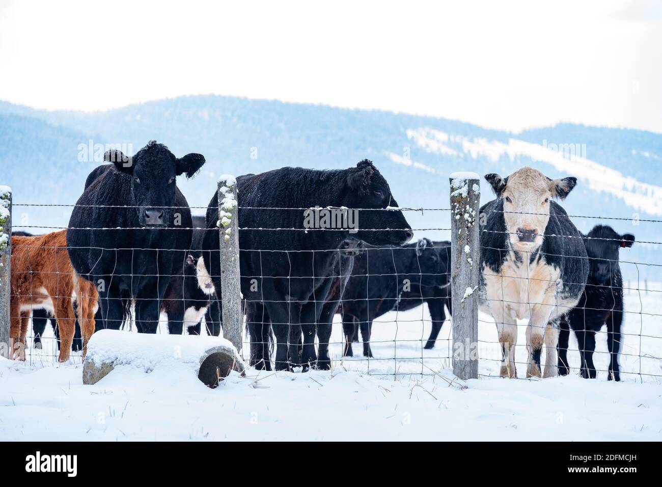 Winter pasture for cattle shows cows at a fence Stock Photo - Alamy