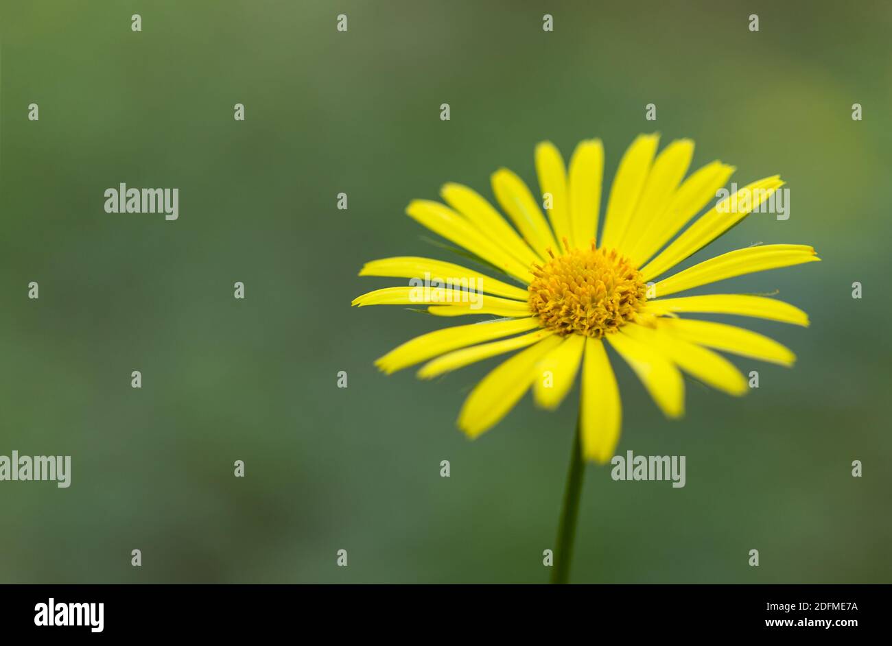 Daisy in meadow rich hi-res stock photography and images - Alamy