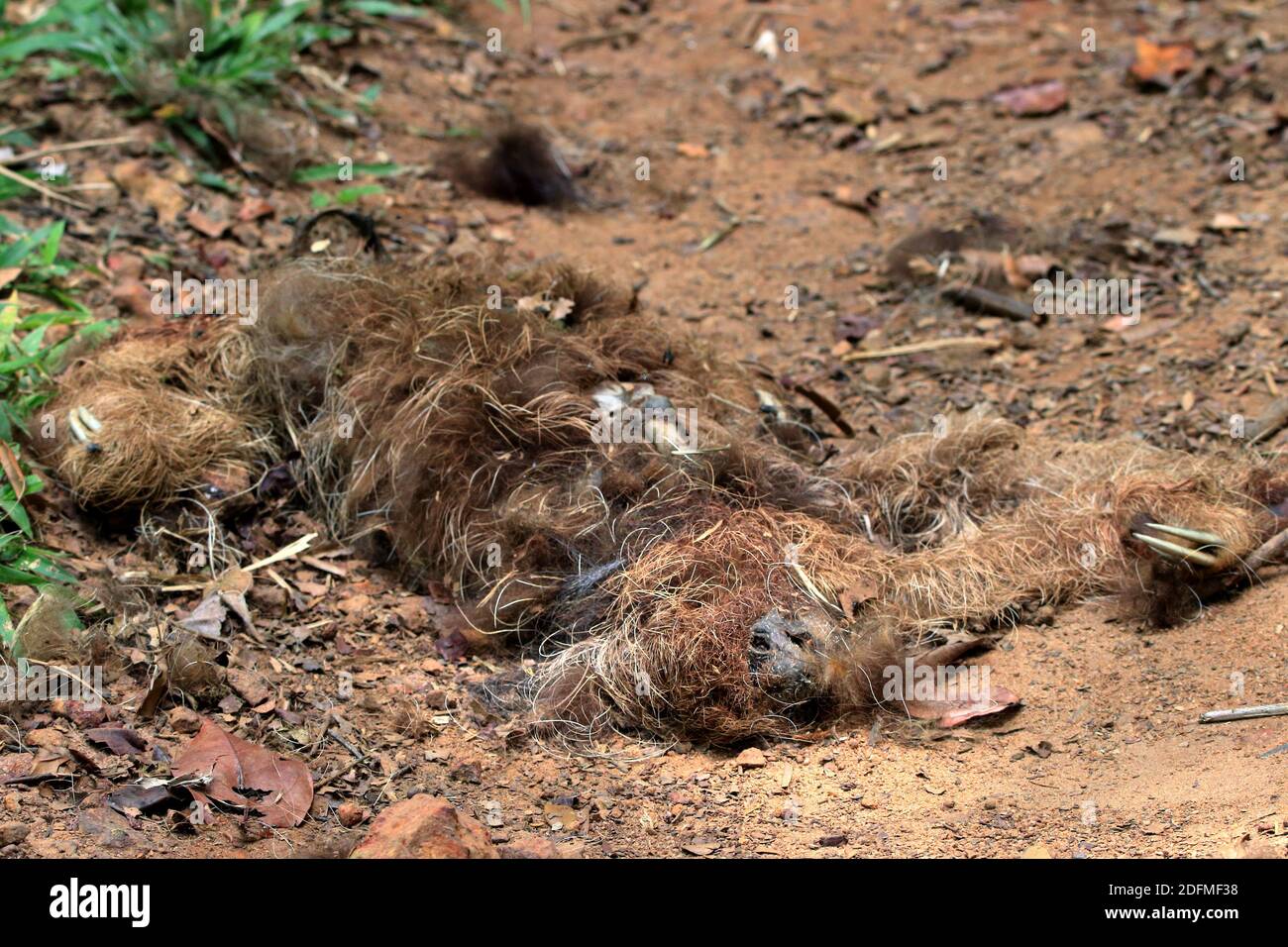 Dead Sloth