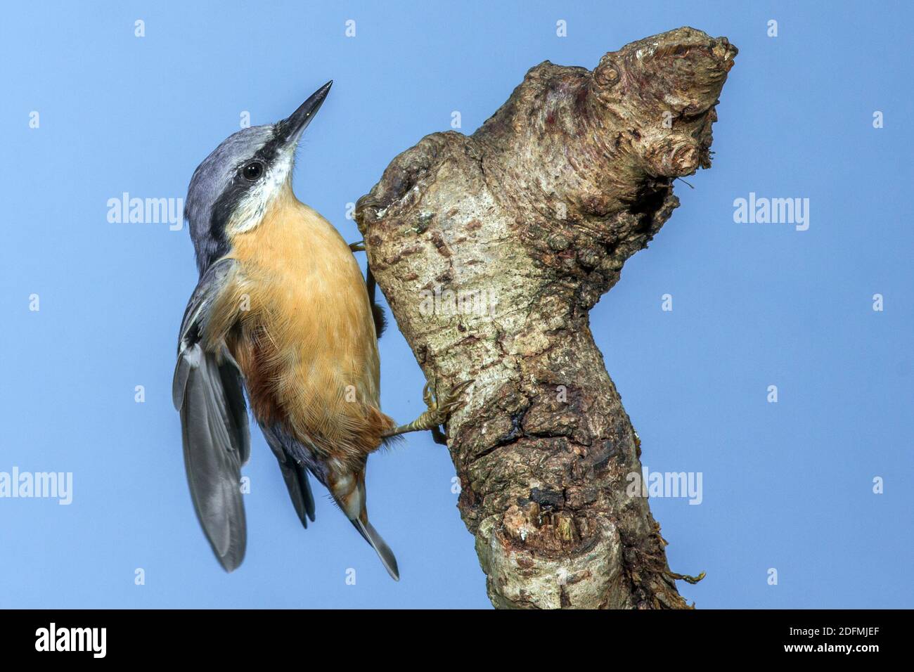 Der kleiber hi-res stock photography and images - Alamy