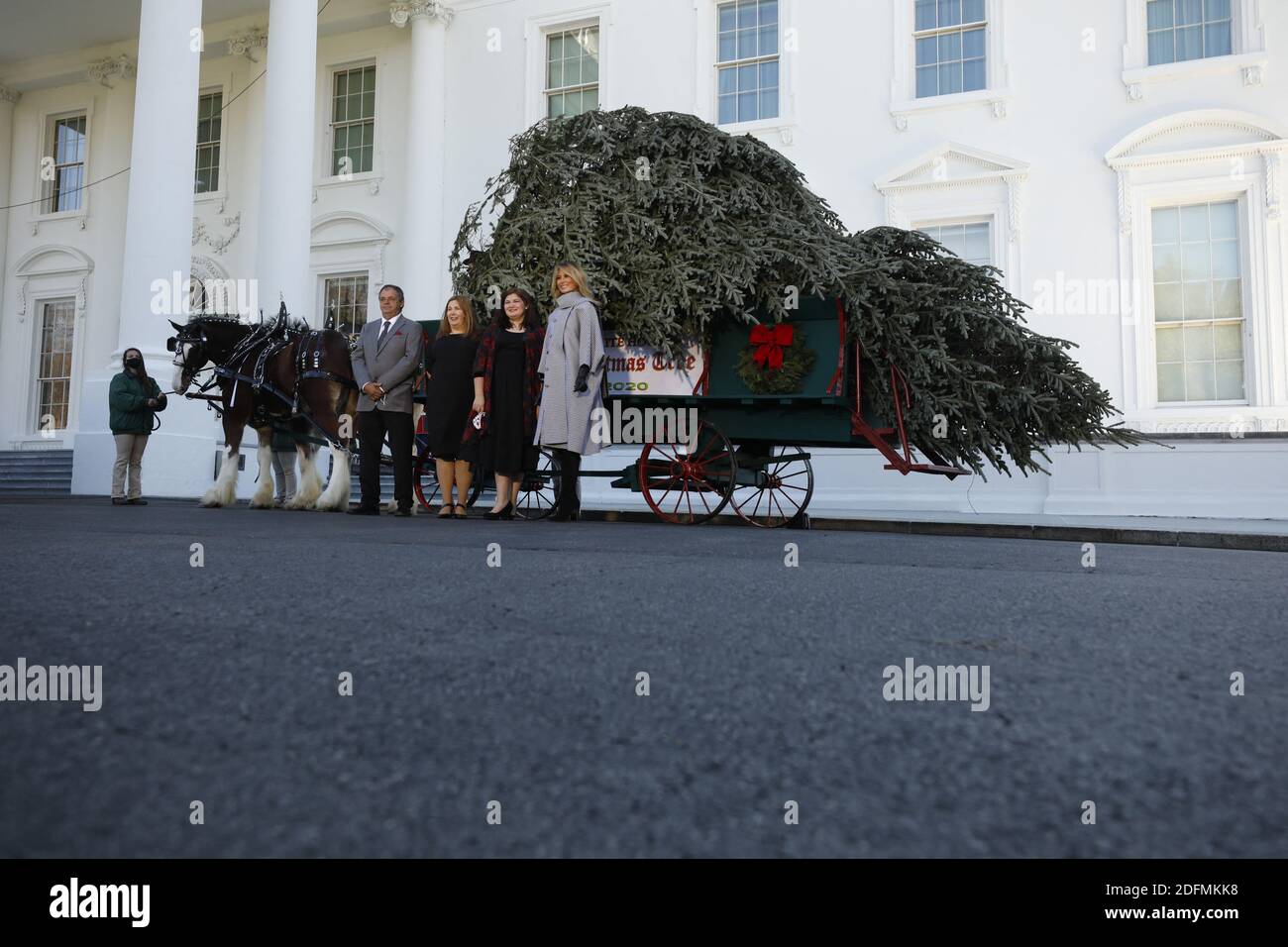 Lady anne tree hi-res stock photography and images - Alamy