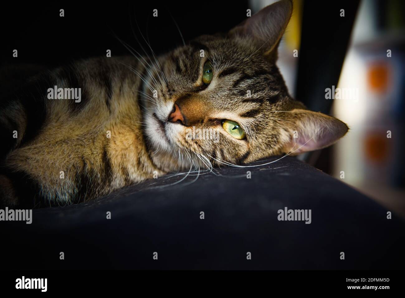 A cat looks directly into the camera Stock Photo - Alamy