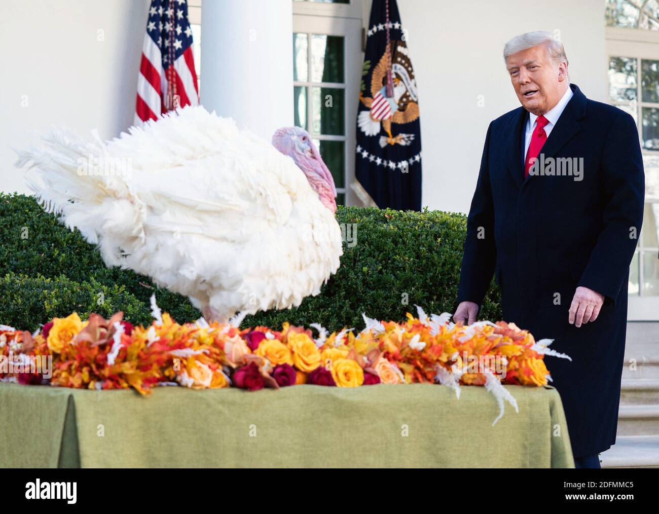 President Donald Trump pardons Corn, the National Thanksgiving Turkey ...