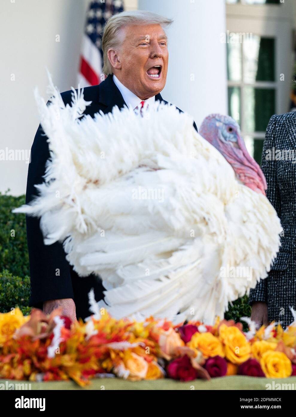 President Donald Trump pardons Corn, the National Thanksgiving Turkey ...