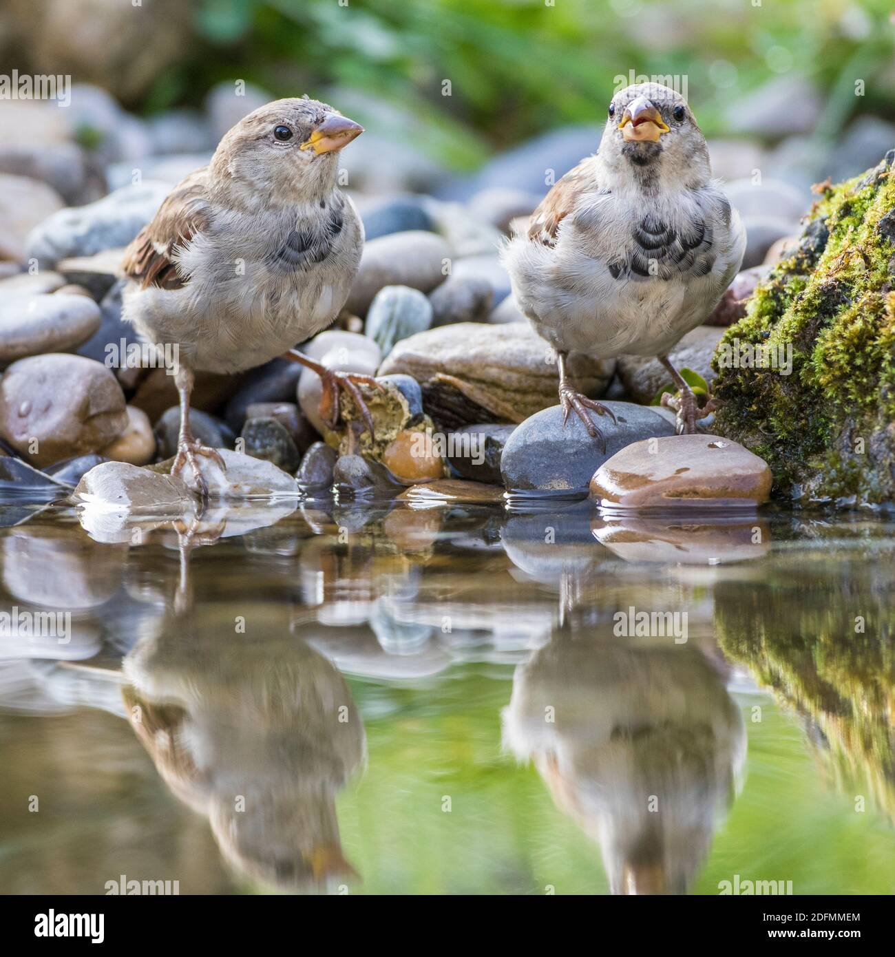 Haussperling hi-res stock photography and images - Alamy