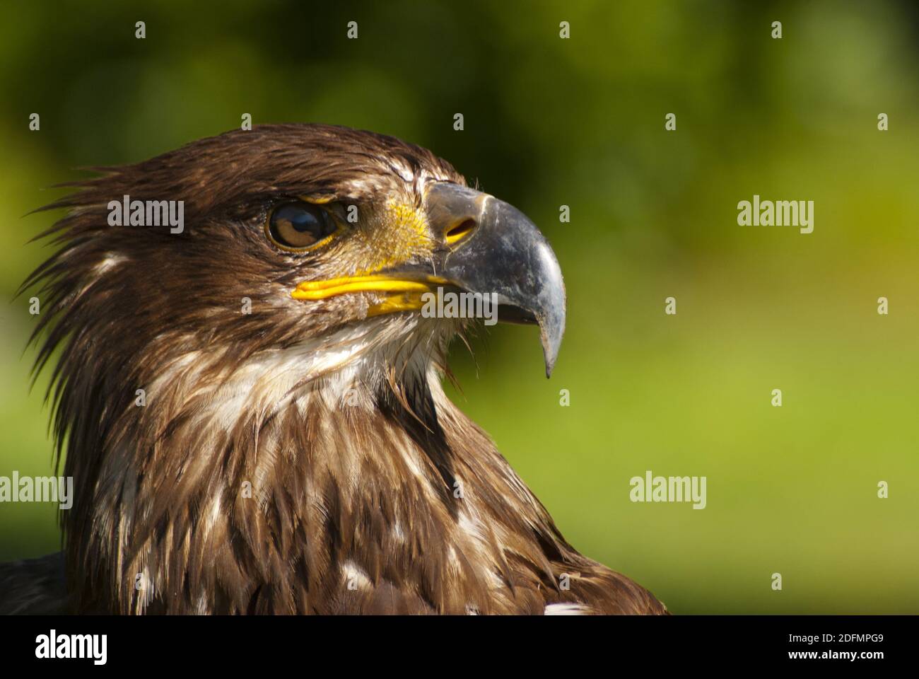 Golden eagle face hi-res stock photography and images - Alamy