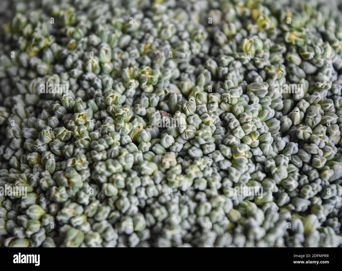 Broccoli texture hi-res stock photography and images - Alamy