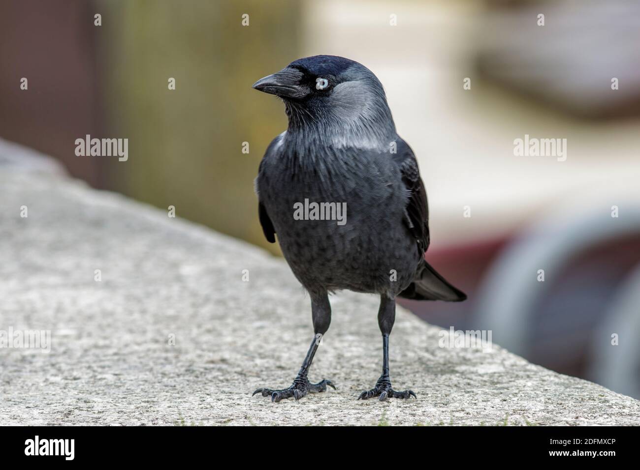 Dohle (Corvus monedula Stock Photo - Alamy