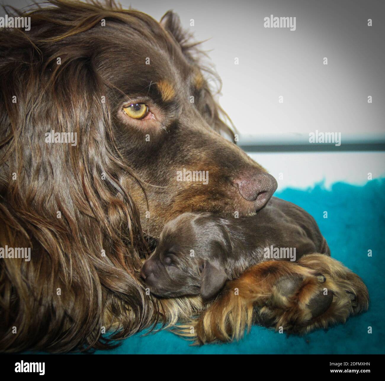 Puppy faces hi-res stock photography and images - Alamy