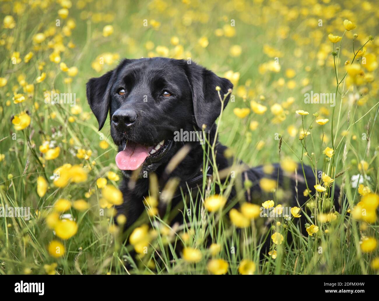 Labrador retriever black flowers hi-res stock photography and images ...