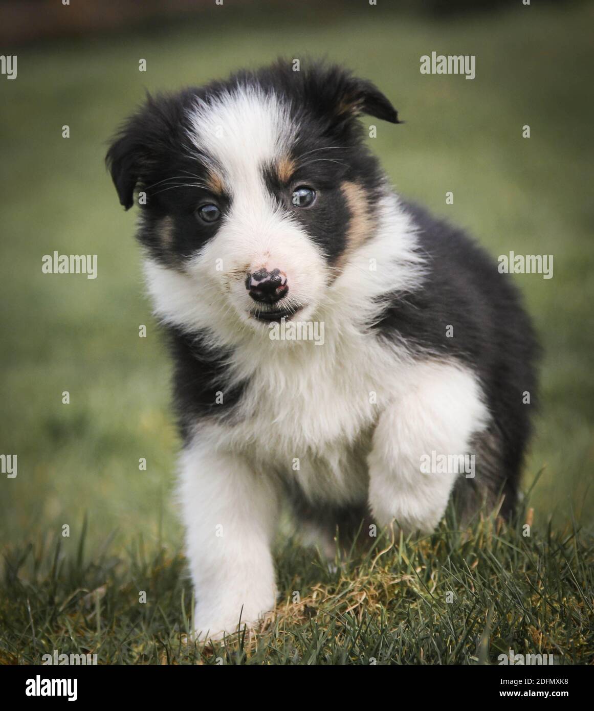 Border Collie Pup Walking How Longfar