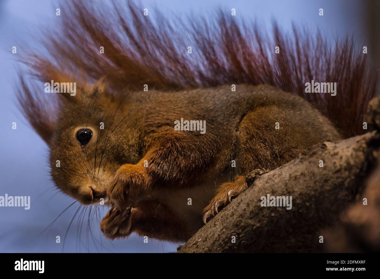 a closeup of a brown squirrel with straight red hair on a tree Stock ...