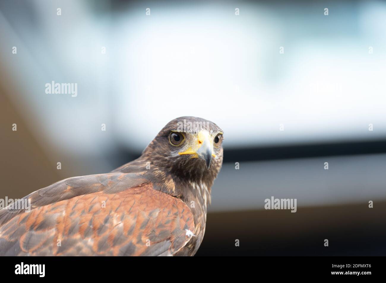 The hawk straight face expression of eye Stock Photo - Alamy