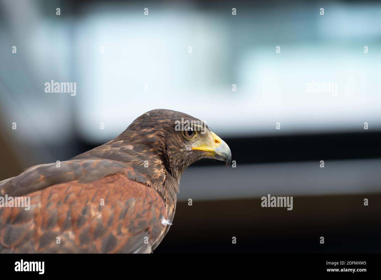 The hawk straight face expression of eye Stock Photo - Alamy