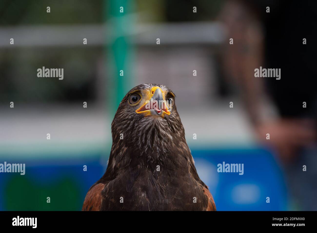 The hawk straight face expression of eye Stock Photo - Alamy